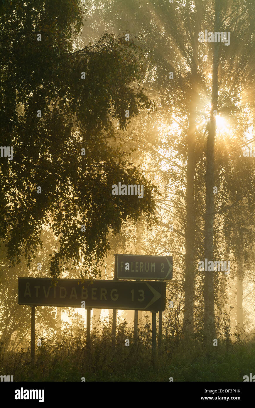 Sunbeams through trees at sunrise hi-res stock photography and images ...