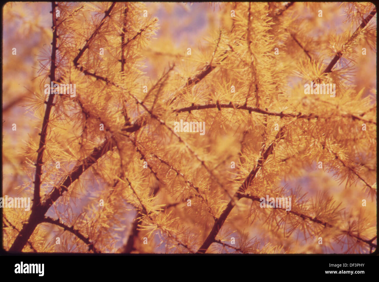 This image shows a closeup of tamarack needles and branches at Moose ...
