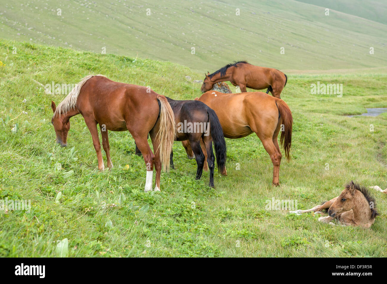 Horse farm many horses grazing hi-res stock photography and images - Alamy