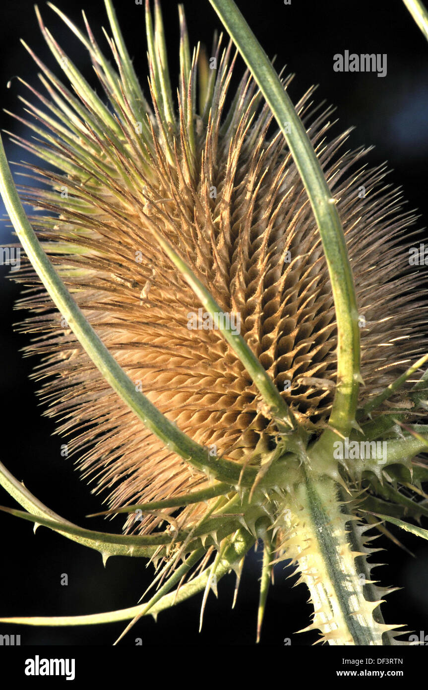 Dipsacus sp hi-res stock photography and images - Alamy