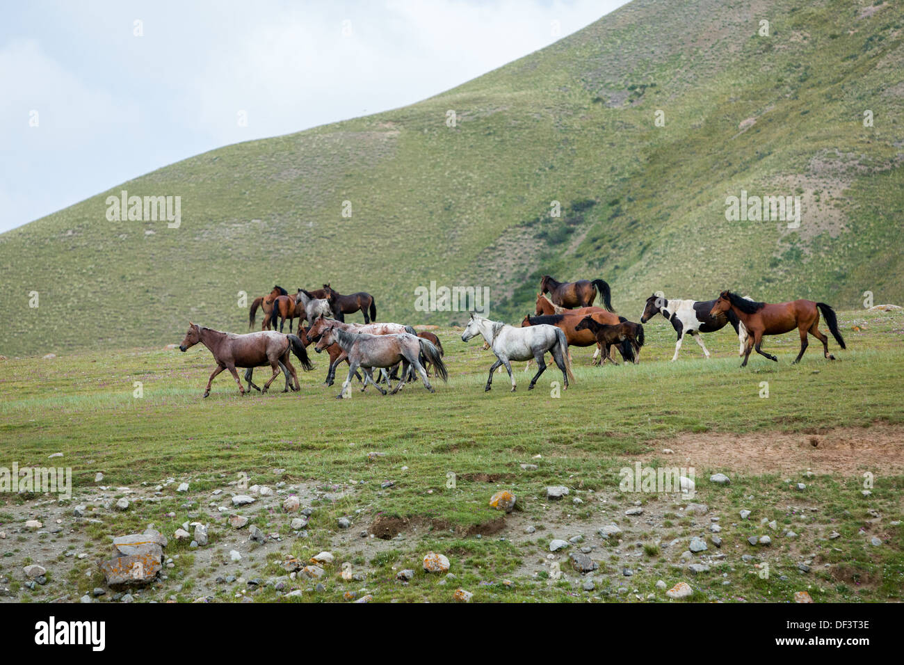 Beautiful many-coloured horses Stock Photo - Alamy
