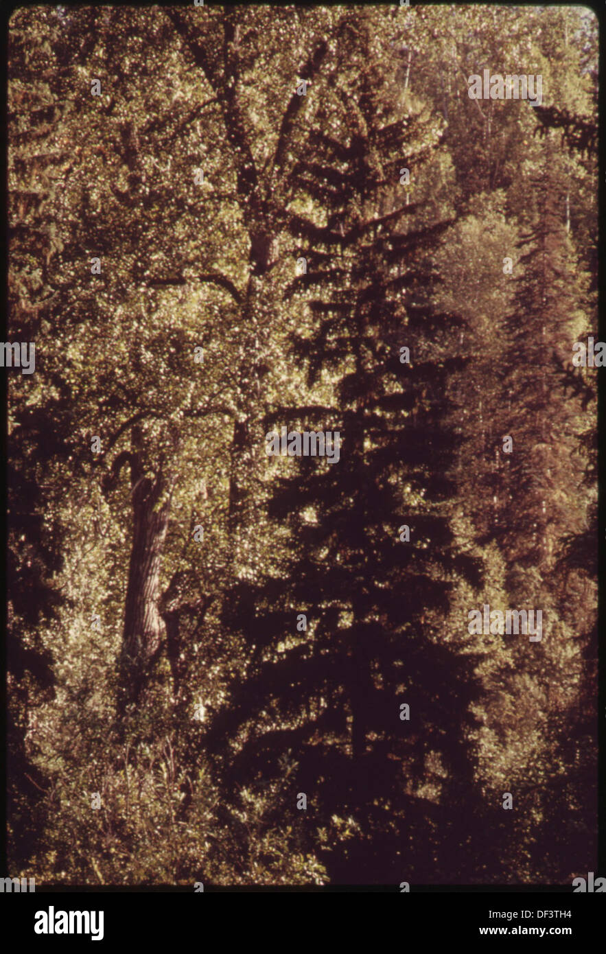 This image showcases cottonwood, western red cedar, and alder trees ...