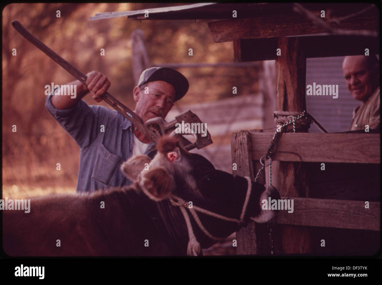 A cow is being de-horned on a farm near Leakey, Texas, located near San ...
