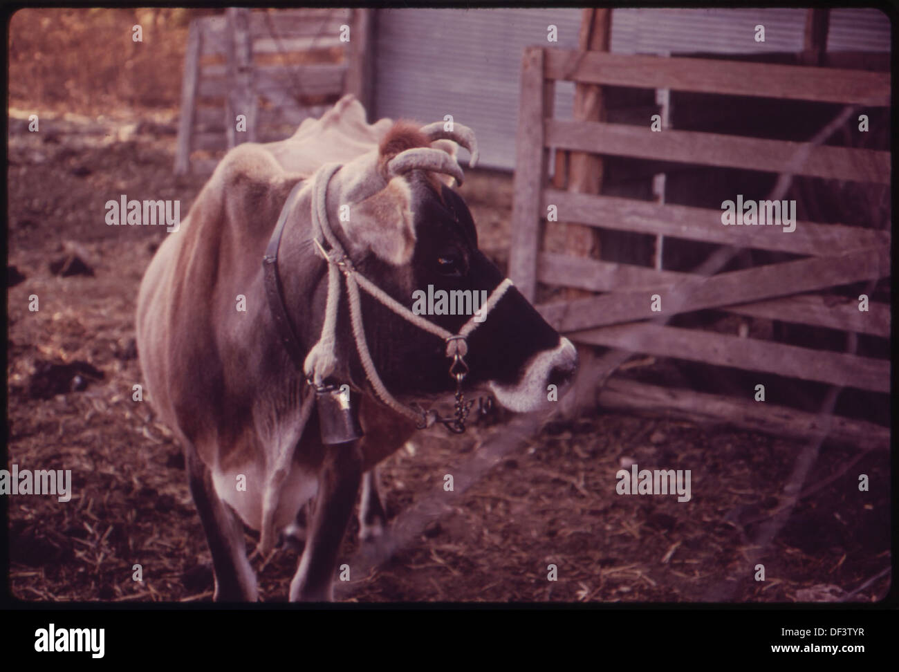 A cow is seen grazing on a farm near Leakey, Texas, illustrating rural ...
