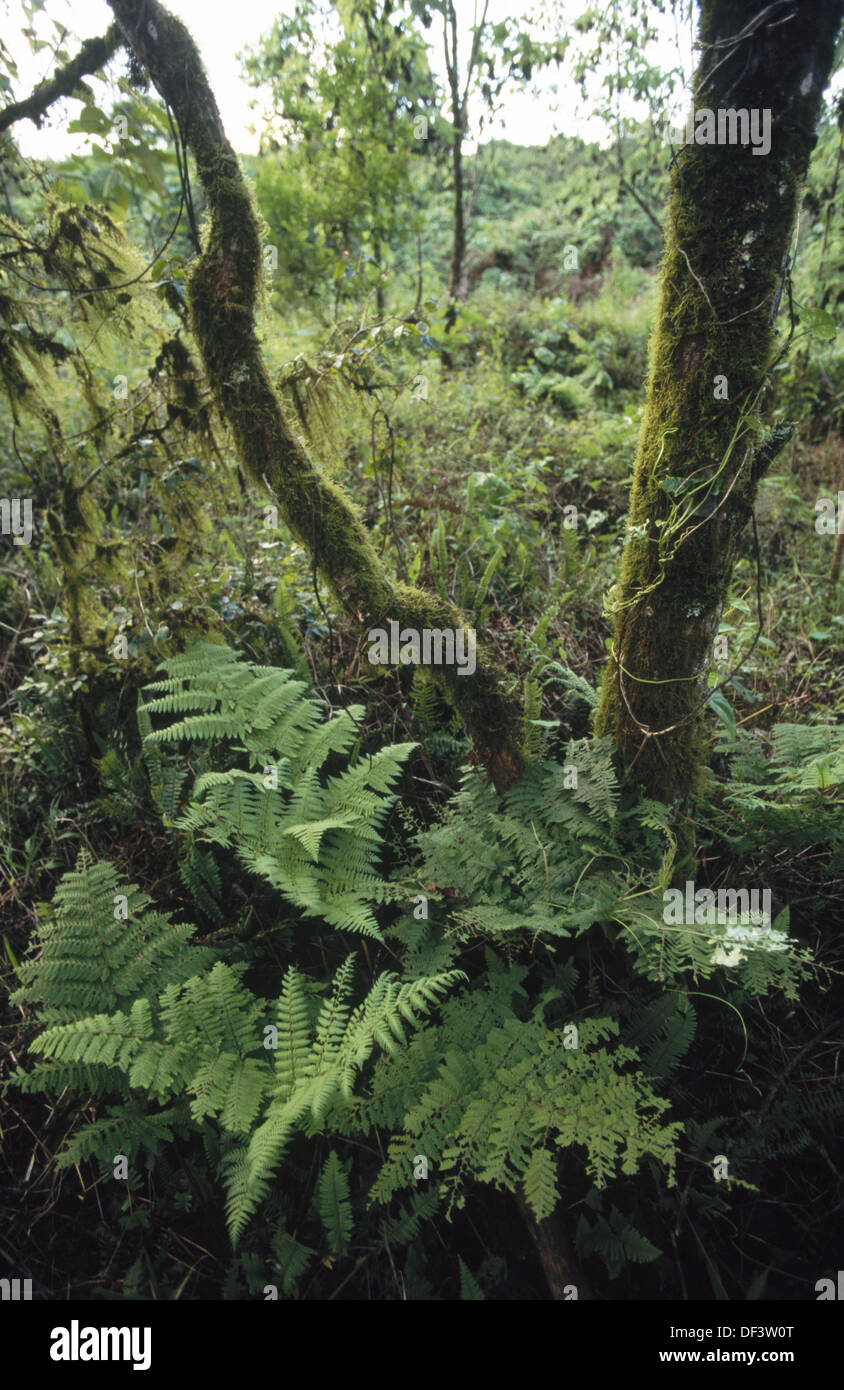 Scalesia tree hi-res stock photography and images - Alamy