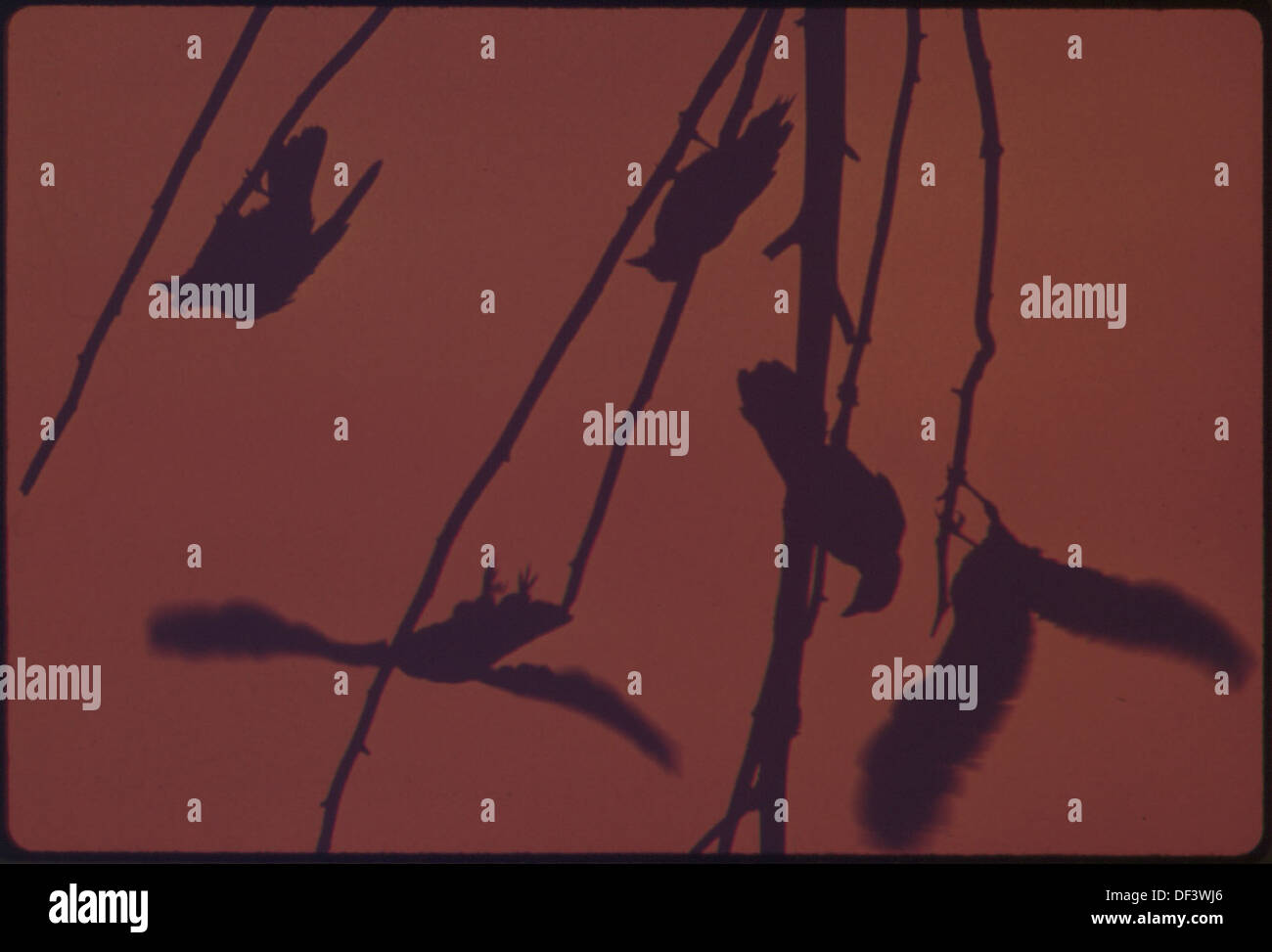 This image shows crows (Corvus brachyrhynchos) in the Simpson Sustained ...