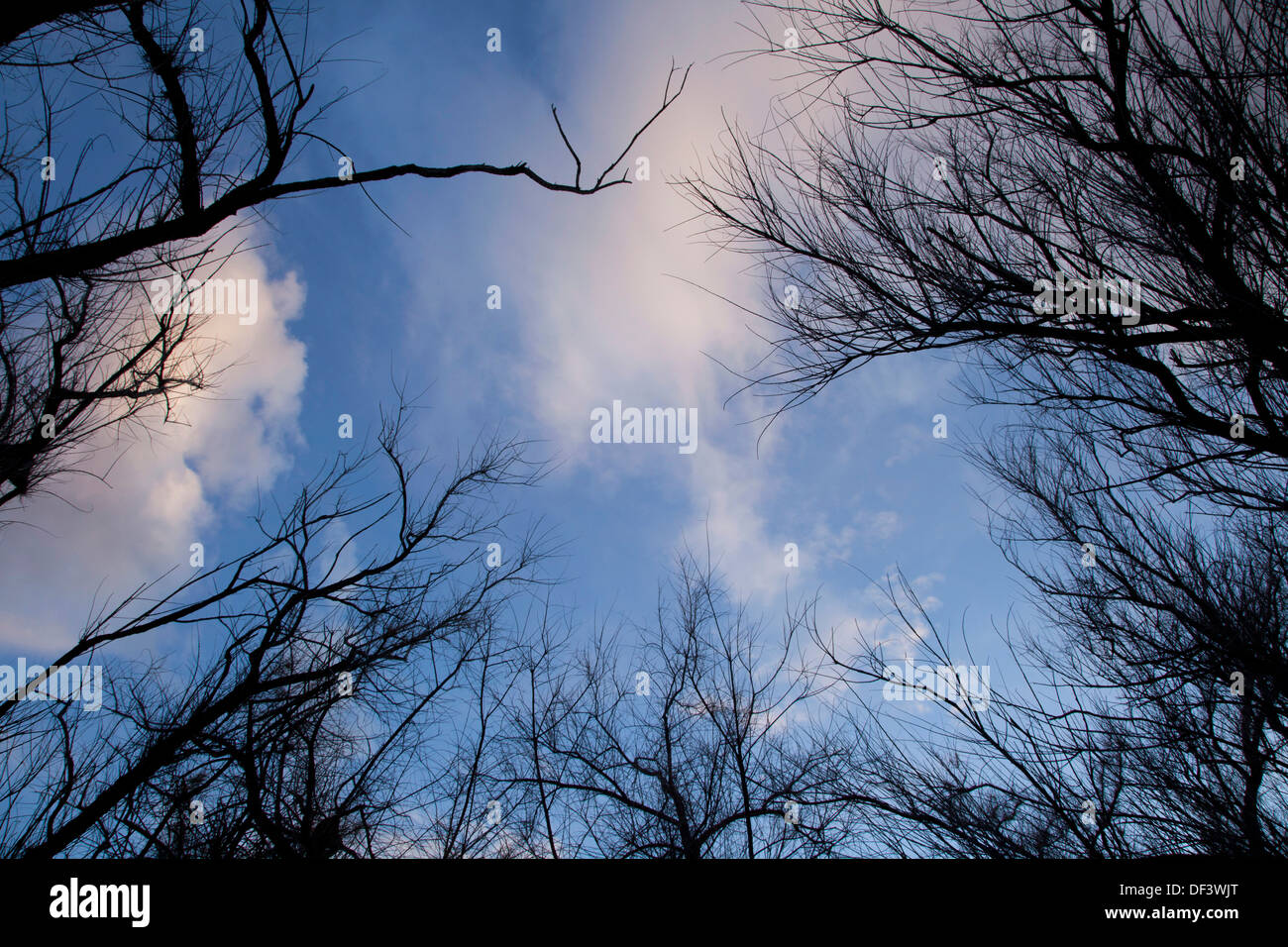 Tamarisk and sky near Moab, Utah Stock Photo - Alamy