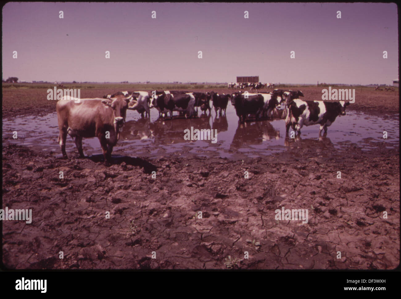 History historic vintage old photograph archive the dairy hi-res stock ...