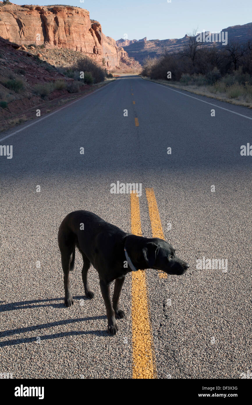 A black labrador retriever on a road near Moab, Utah Stock Photo - Alamy