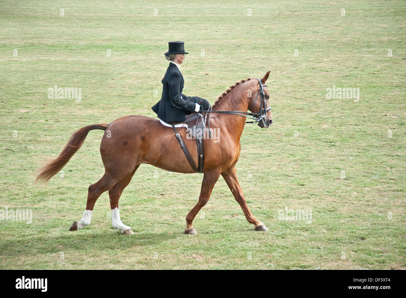 Side Saddle Lady Rider Stock Photos & Side Saddle Lady Rider Stock ...