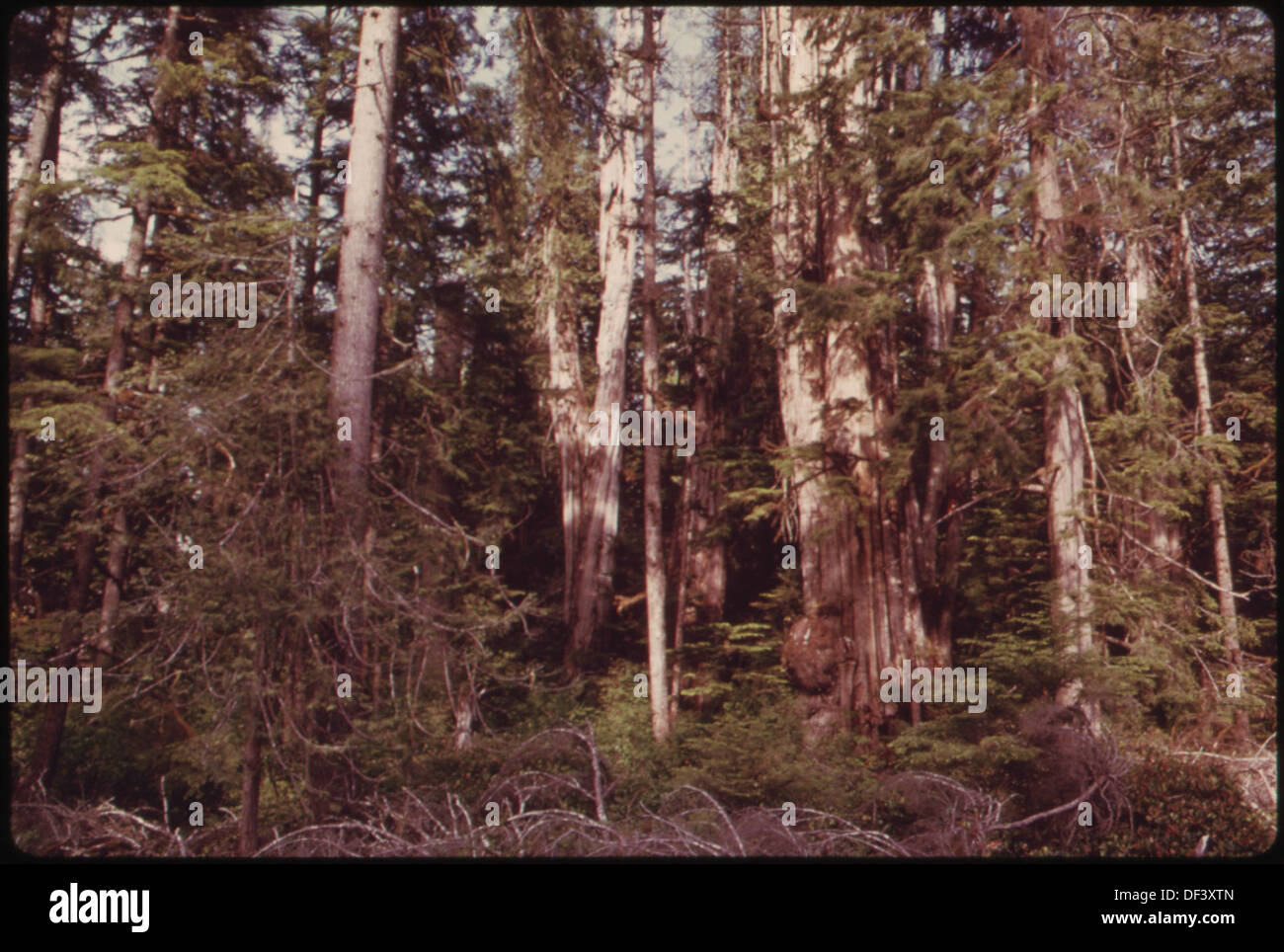 This photograph shows the dense ground cover of huckleberry and salal ...