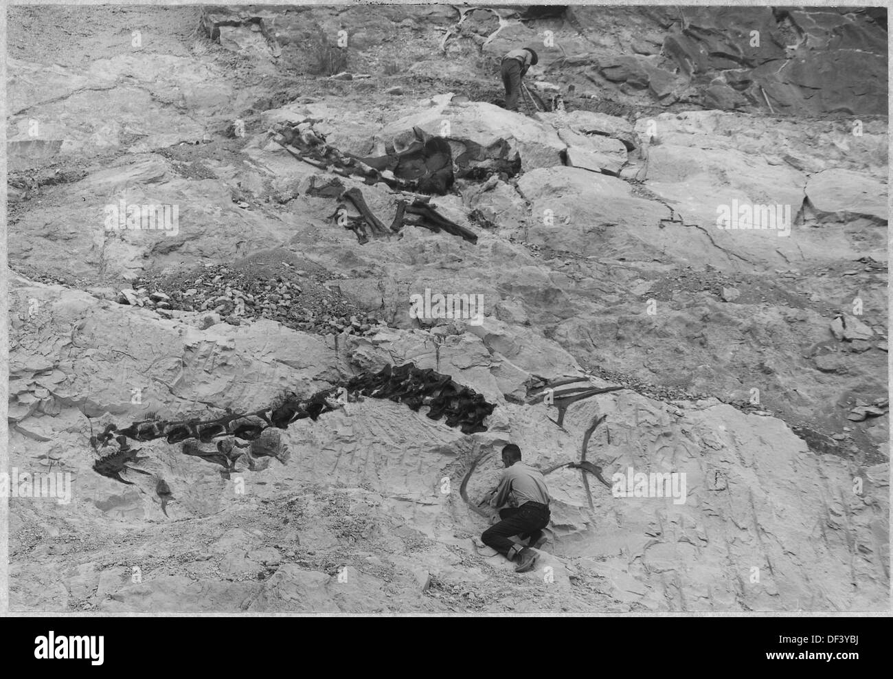 This image shows a dinosaur fossil, likely from the Mesozoic era. It ...