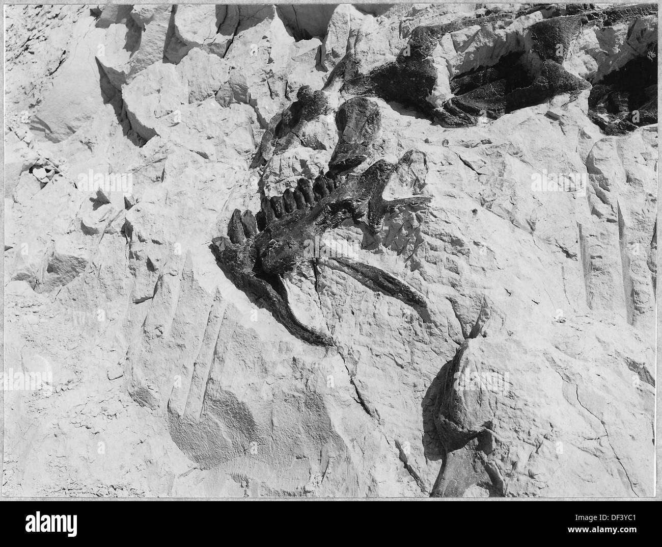 A dinosaur fossil, captured in an archival photograph, reveals a ...
