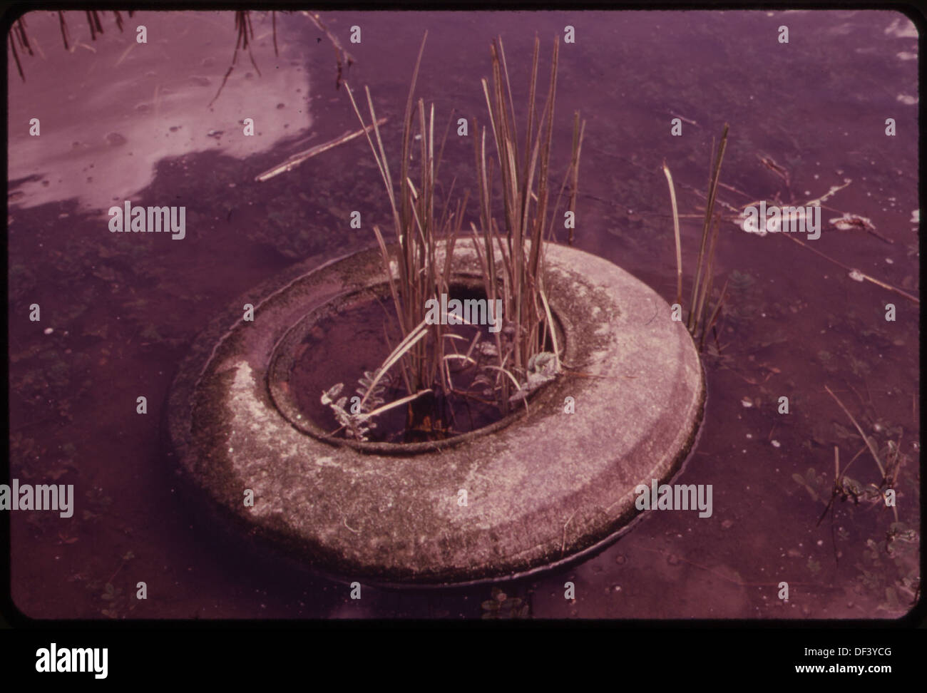 Discarded tire frames and reeds in a backwater of the Duwamish River, a ...