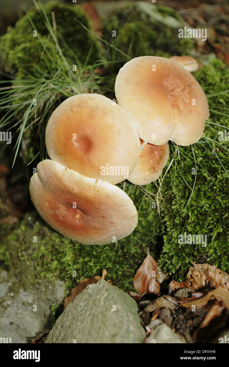 Lactarius sp hi-res stock photography and images - Alamy