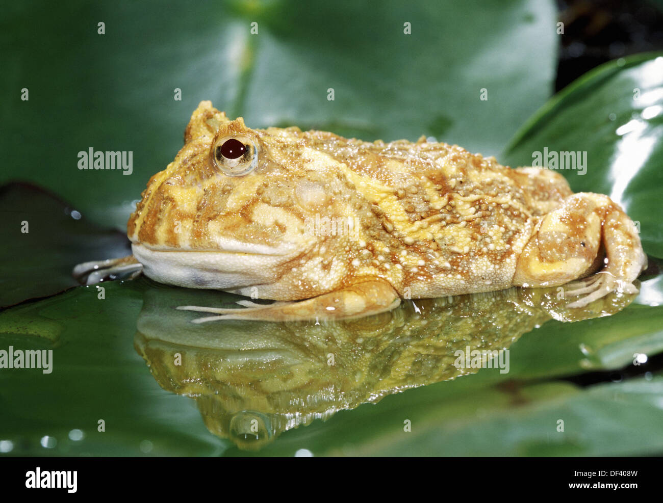 Ceratophrys Cranwelli High Resolution Stock Photography and Images - Alamy