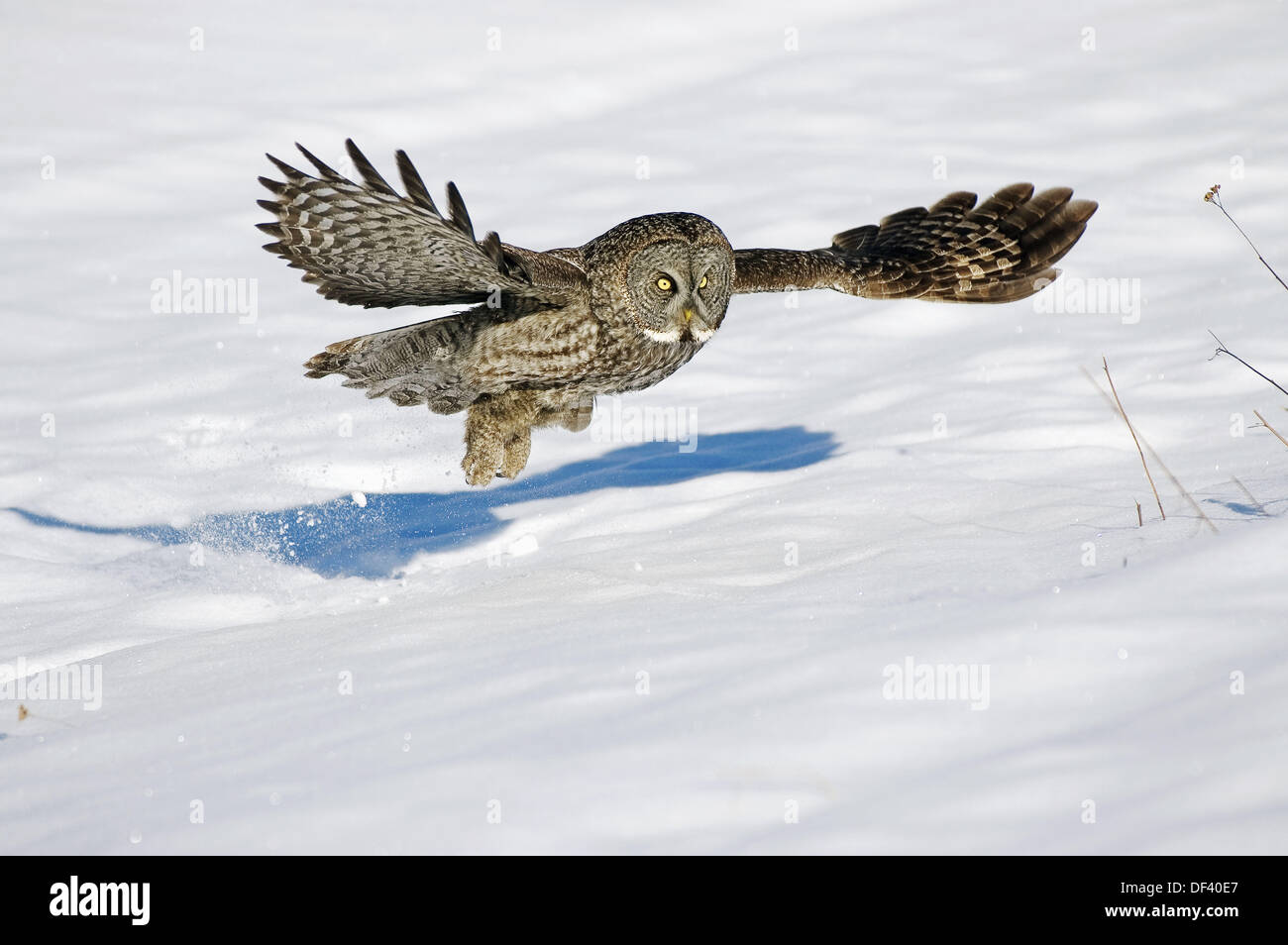 Strix nebulosa lapponica flying hi-res stock photography and images - Alamy
