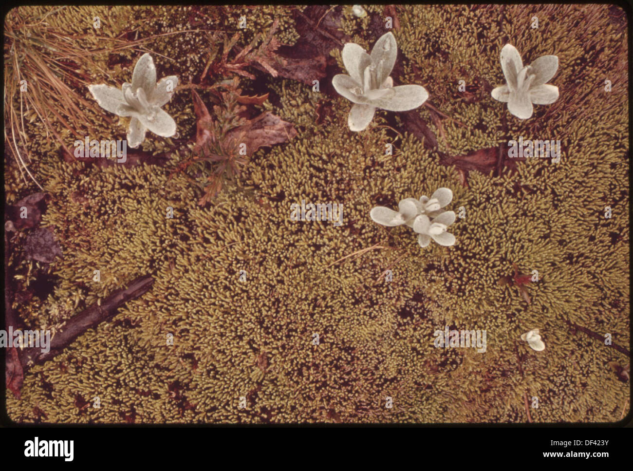 A dry ground moss cover in a Douglas fir forest within Olympic National ...