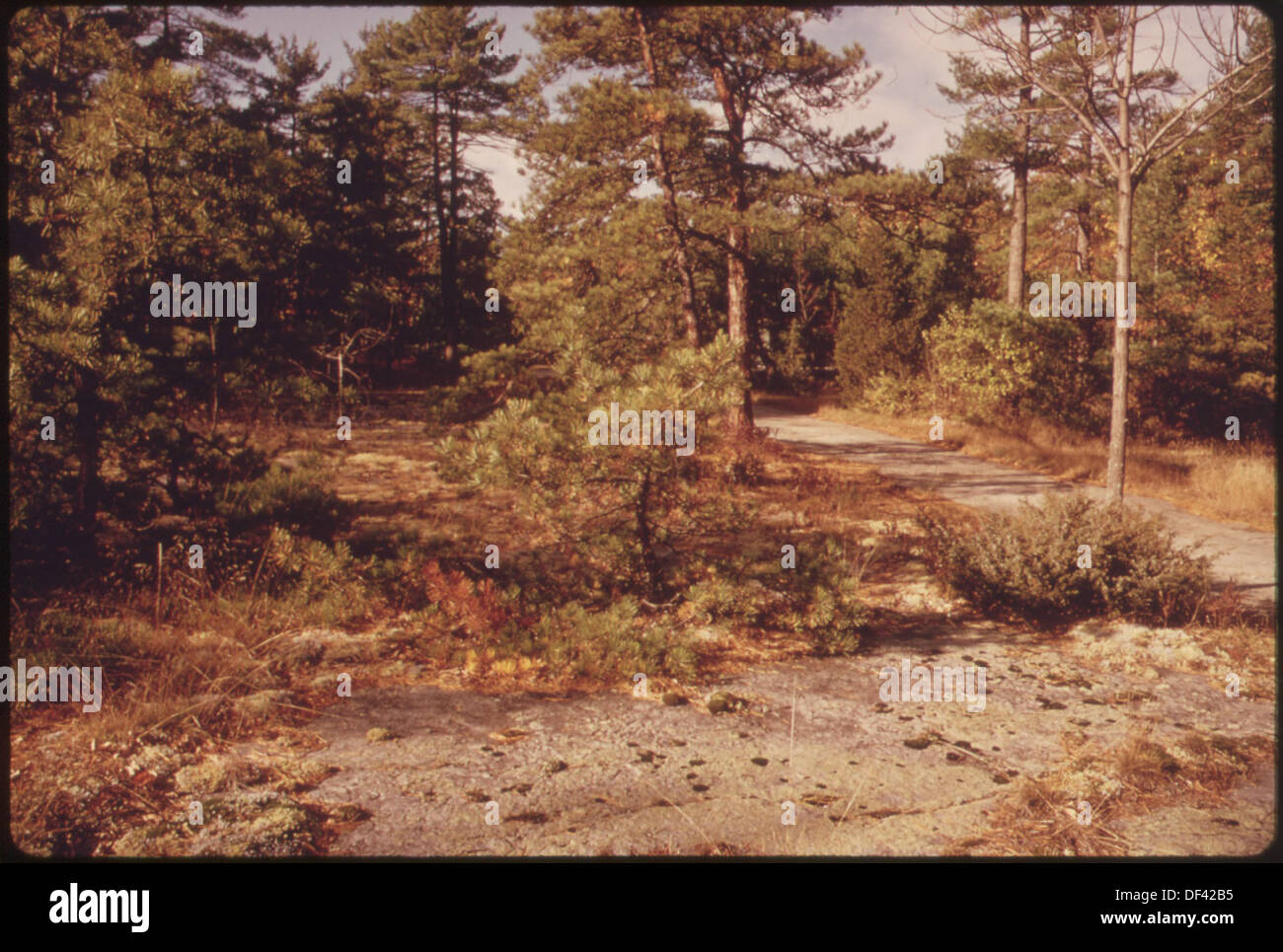 A unique forest grows on flat rock pavement at Lake Champlain, where ...