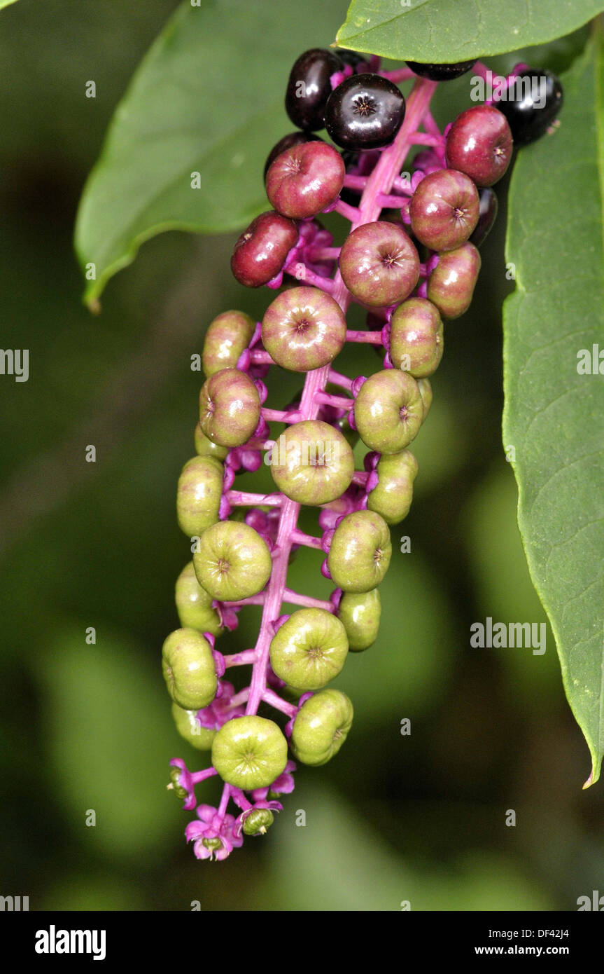 American pokeweed phytolacca americana hi-res stock photography and ...
