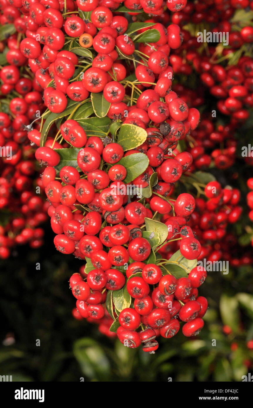 Cotoneaster Sp High Resolution Stock Photography and Images - Alamy