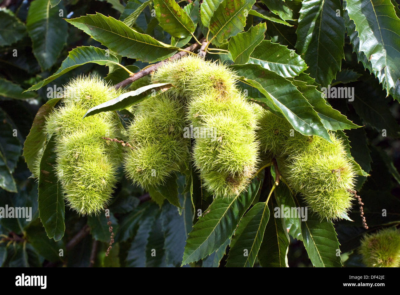 Sweet chestnut tree Stock Photo - Alamy