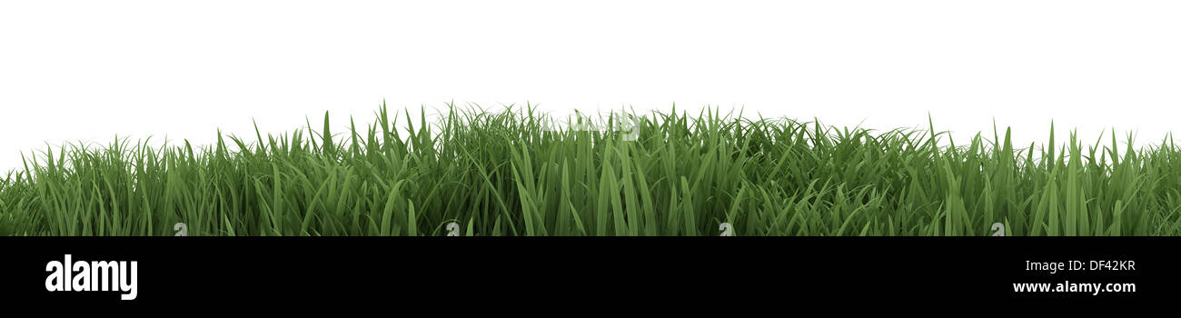 3D Render of Green Grass isolated on White Stock Photo - Alamy