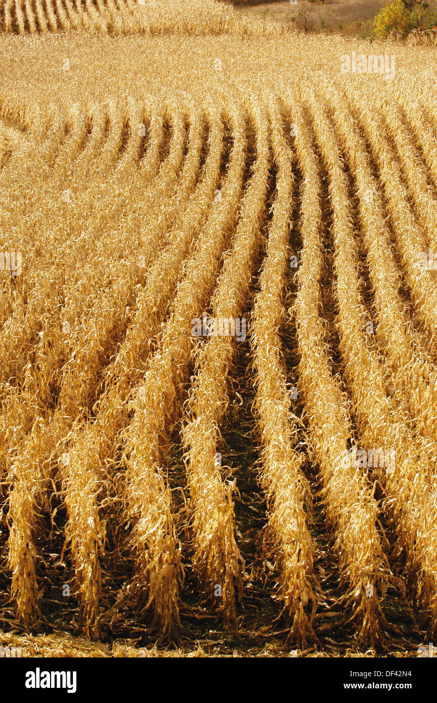 Michigan Cornfield High Resolution Stock Photography and Images - Alamy