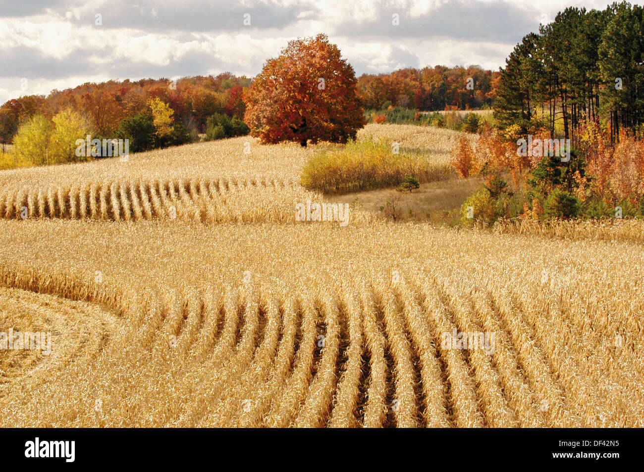 Cornfield ready for harvest in autumn. Cadillac. Michigan. USA Stock ...