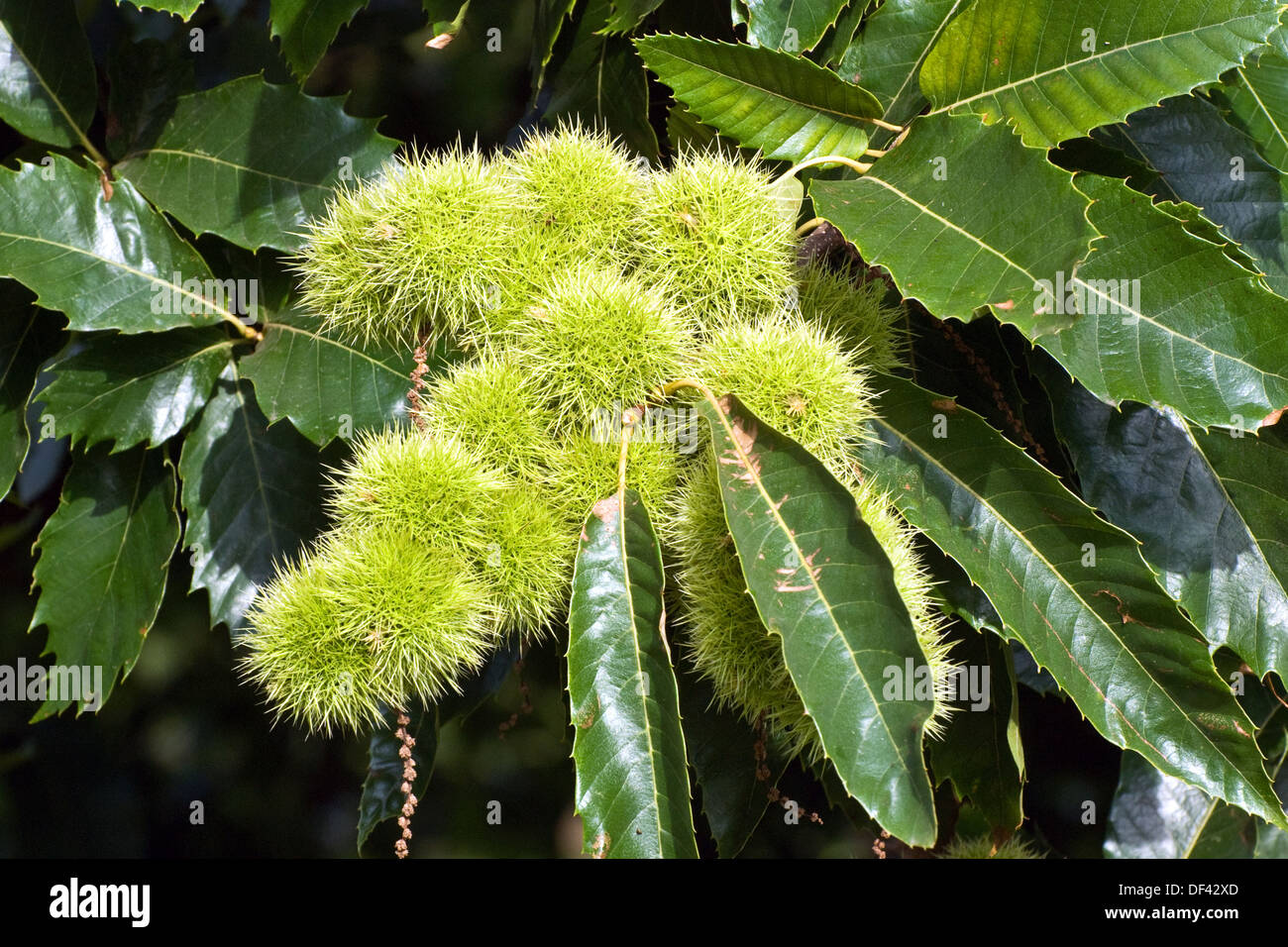 Chestnut tree hi-res stock photography and images - Alamy