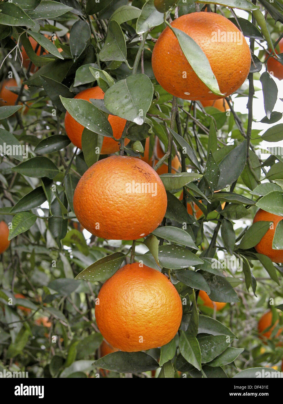 Florida grove orange hi-res stock photography and images - Alamy