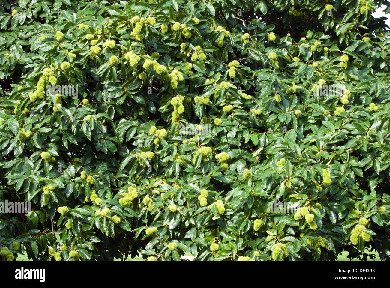 Sweet chestnut tree Stock Photo - Alamy