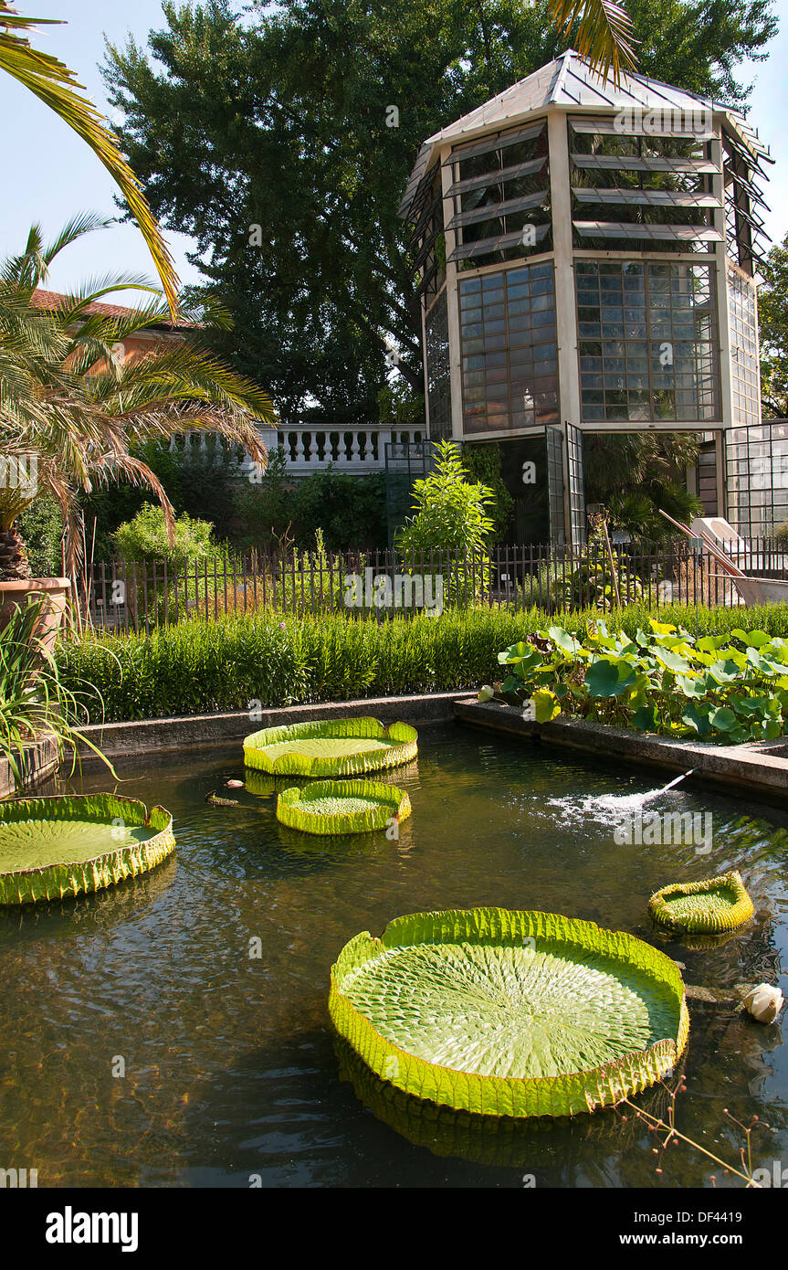 Waterlily pool in the botanical Gardens in Padua Italy which is part of ...