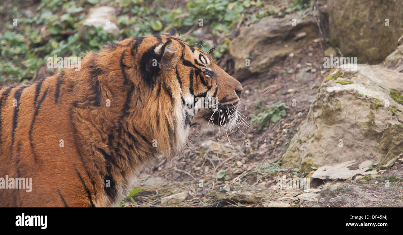 An alert India tiger Stock Photo - Alamy