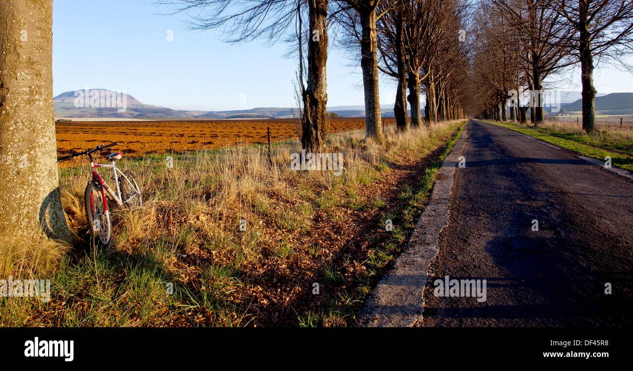 Tree lane hi-res stock photography and images - Alamy