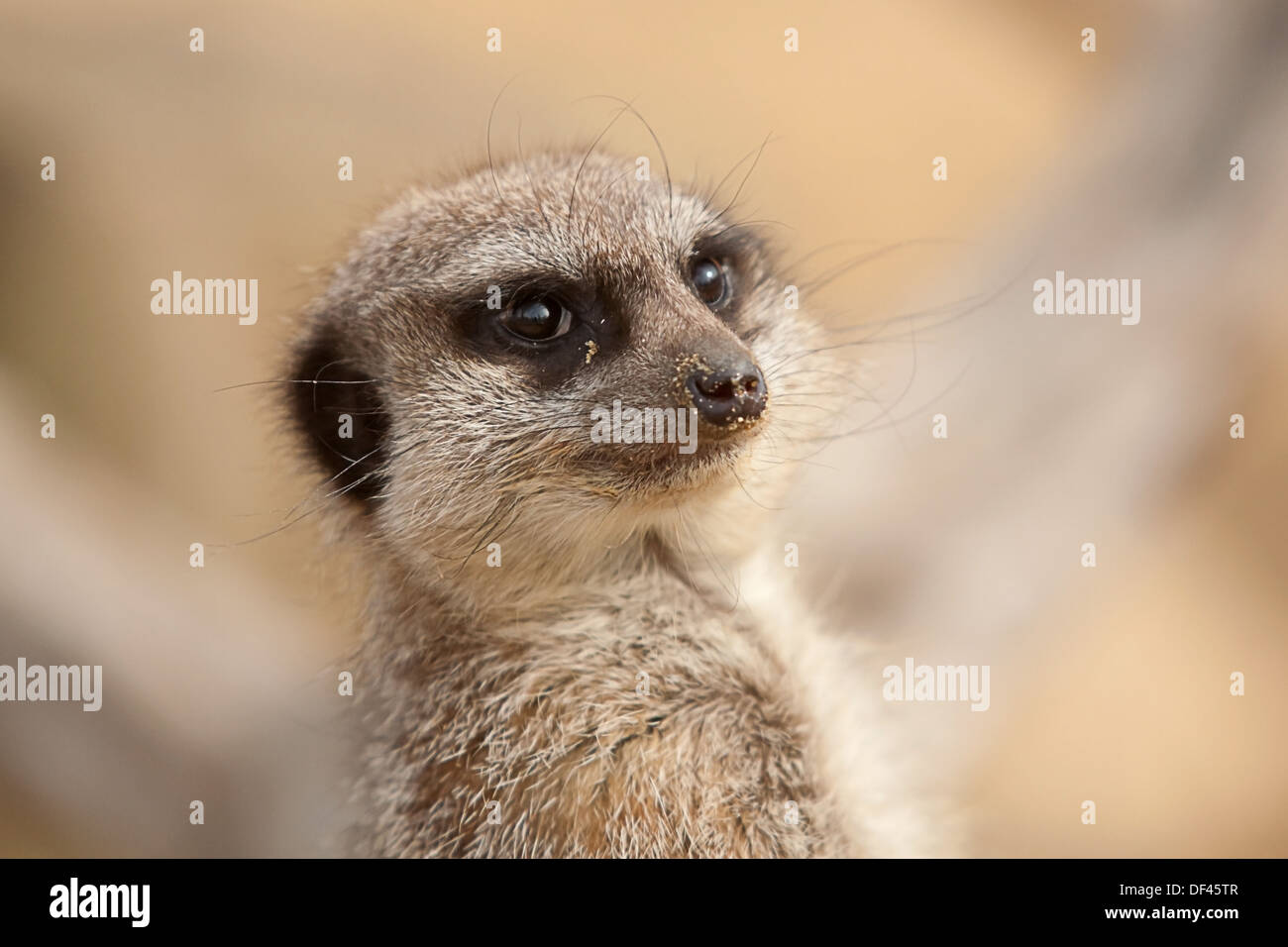 An alert meerkat guard Stock Photo - Alamy