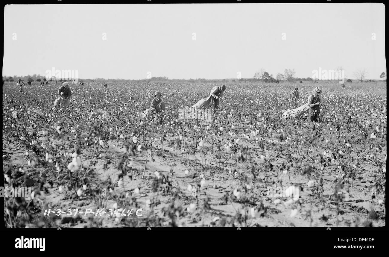 This photograph shows farm workers picking cotton, an important ...