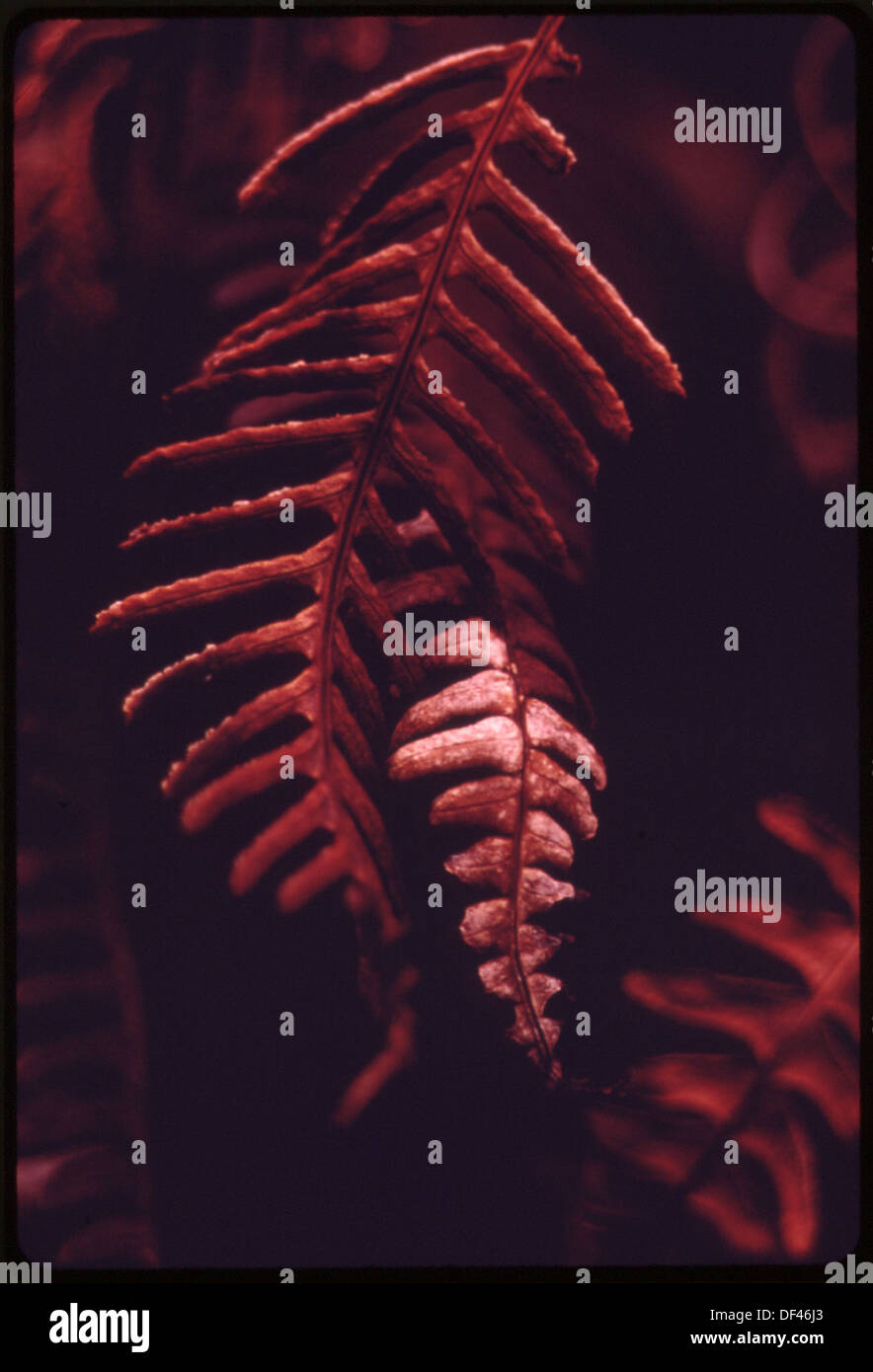 FERNS BURNED FROM OVEREXPOSURE TO THE SUN BECAUSE THE LAND WAS CLEAR ...