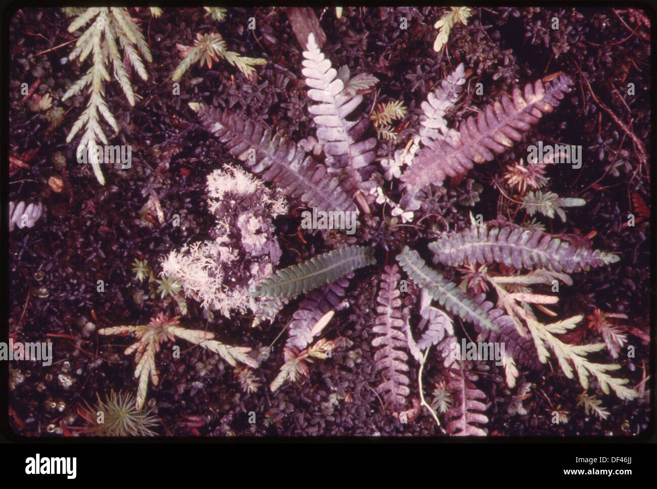FERNS GROWING IN 70-YEAR-OLD AGE CLASS TIMBERLAND ON GREEN MOUNTAIN IN ...
