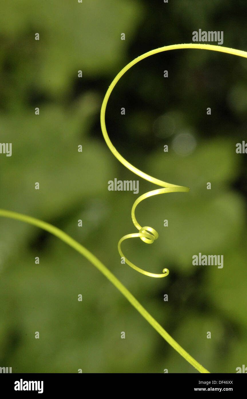 Plant climbing stem bryonia dioica hi-res stock photography and images ...