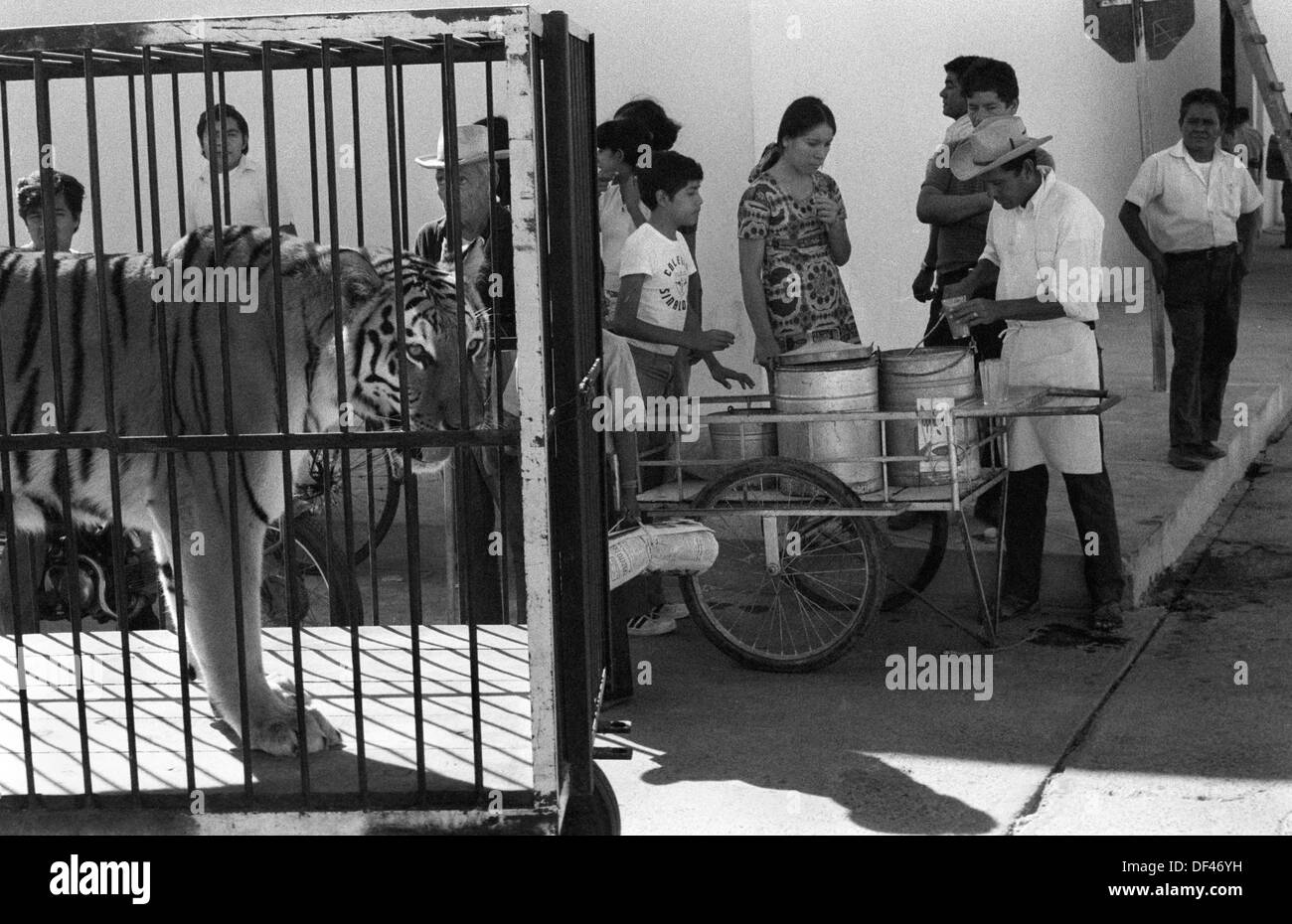 Tiger captive Mexican circus 1970s. Wild animal shown around the town ...