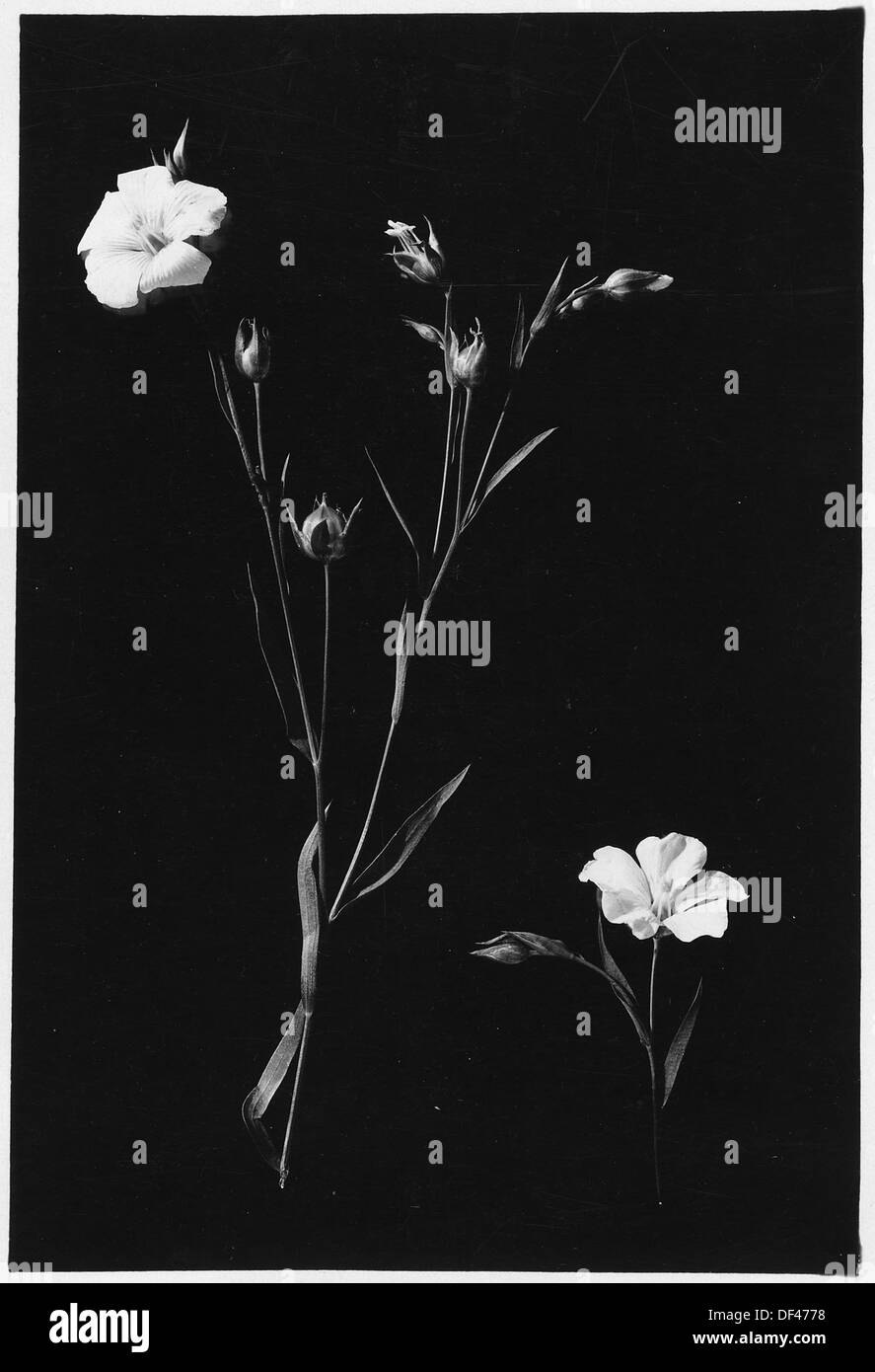 Pods garden plant Black and White Stock Photos & Images - Alamy