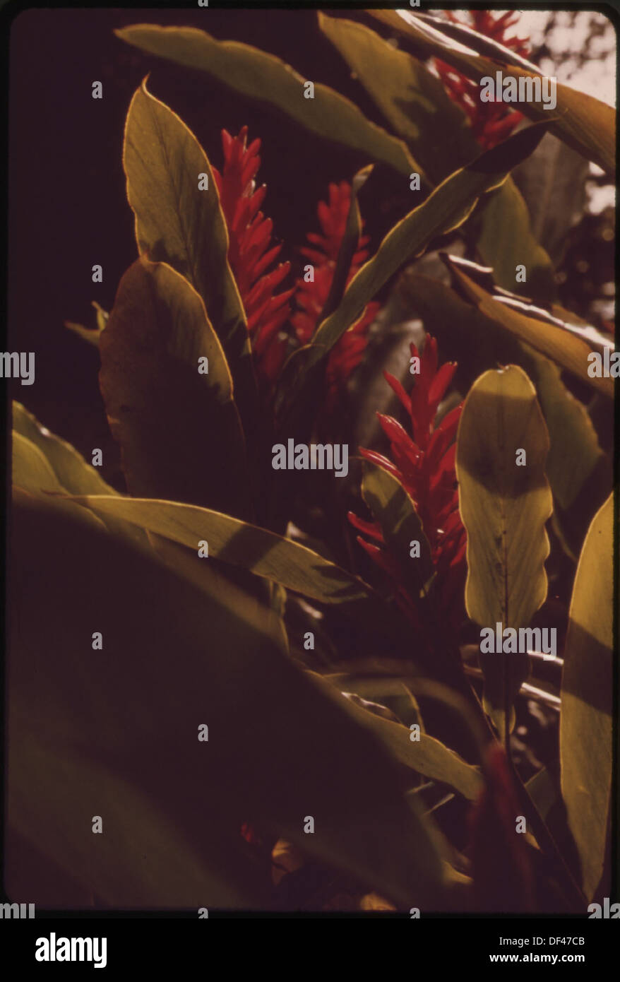 The flora of Akaka Falls State Park includes a diverse range of plant ...