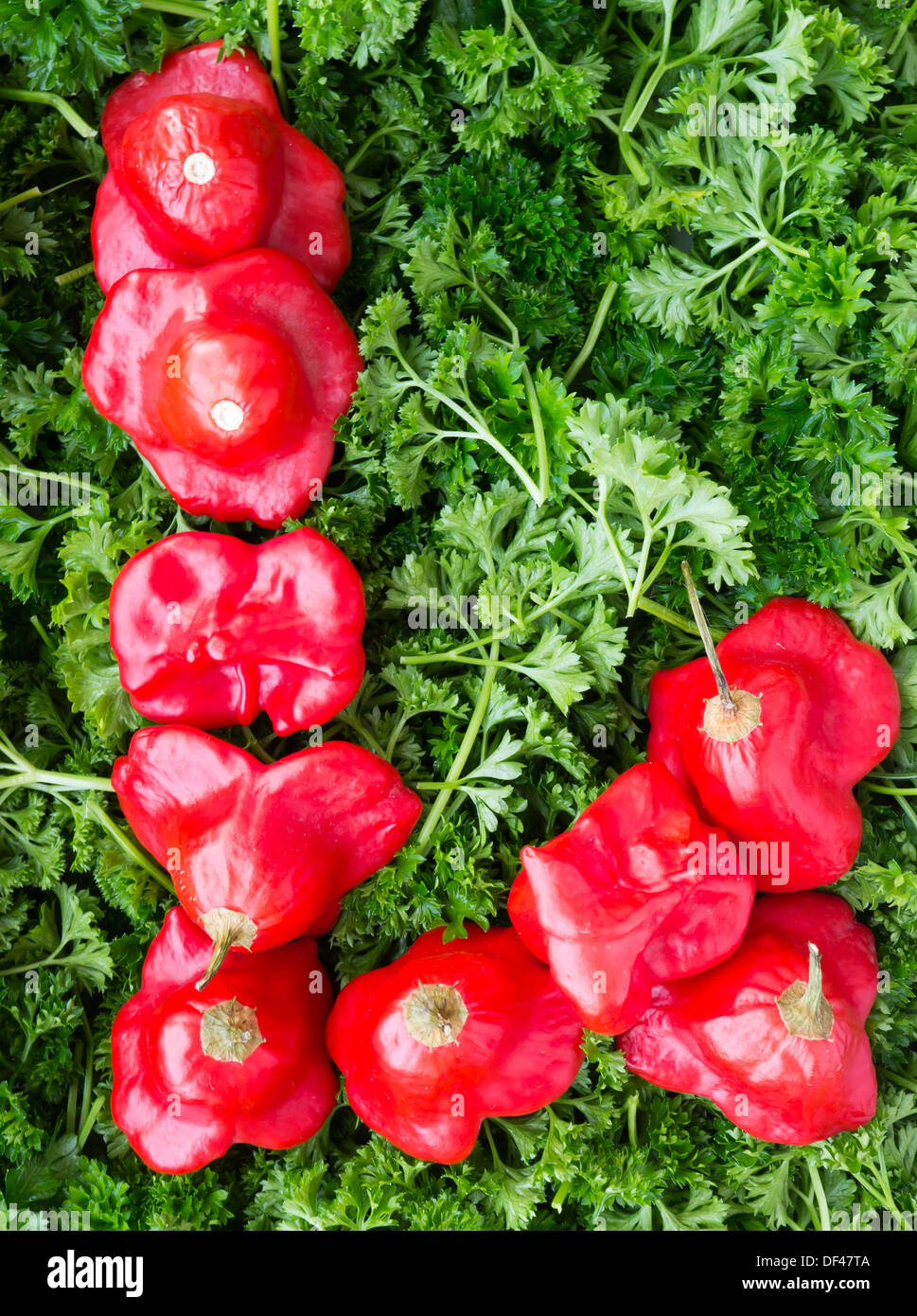 Letter L. Pepper and parsley Stock Photo - Alamy