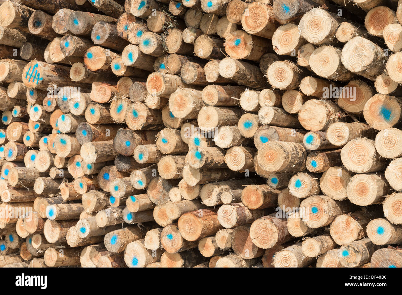 Stack of chopped tree trunks as background texture Stock Photo - Alamy