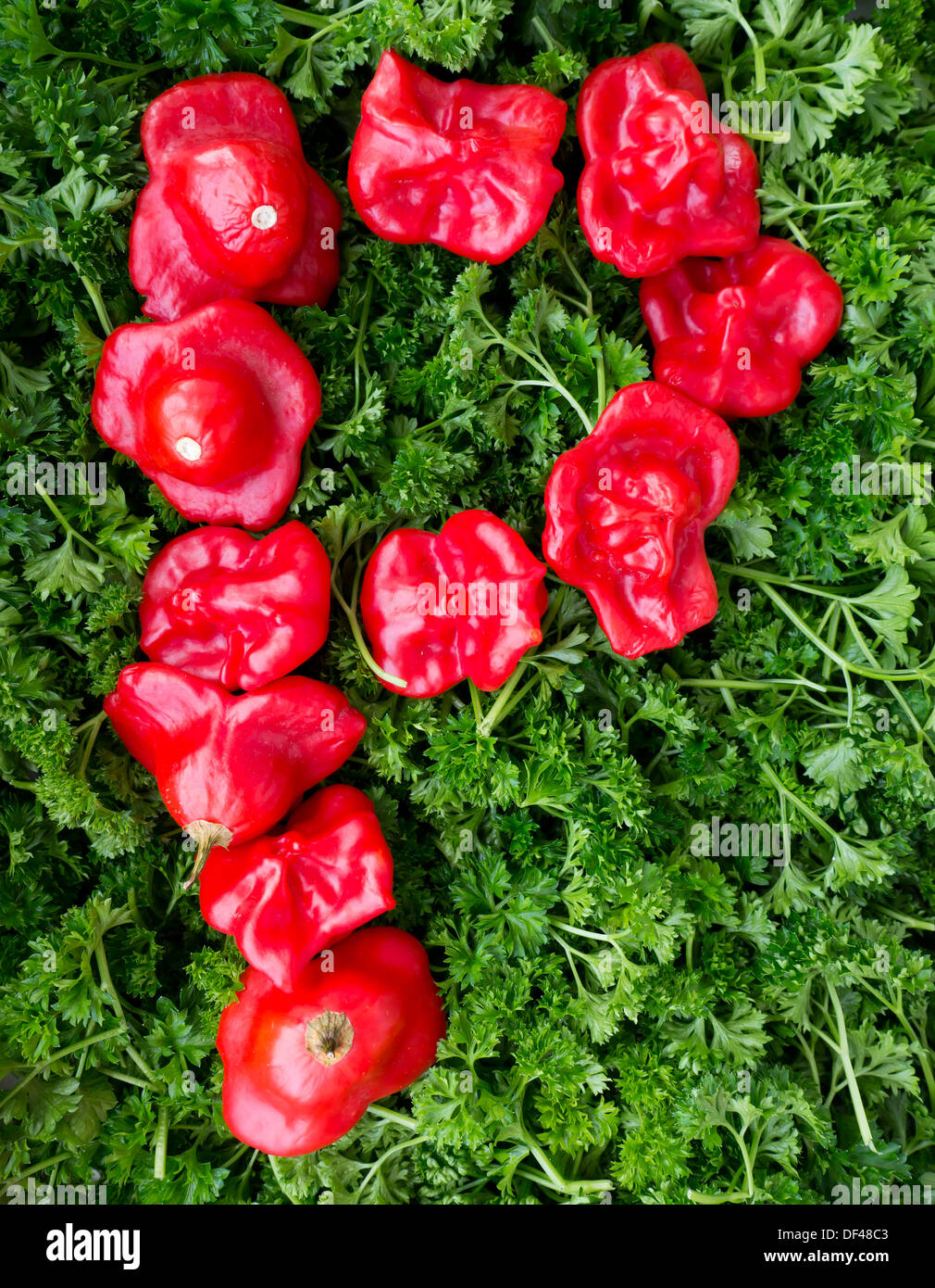 Letter P. Pepper and parsley Stock Photo - Alamy