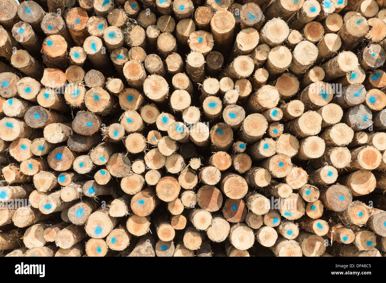 Trunks texture hi-res stock photography and images - Alamy