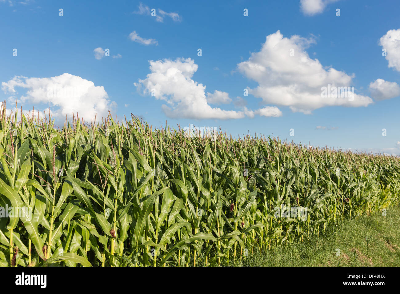Dutch maize field with blue sky background Stock Photo - Alamy
