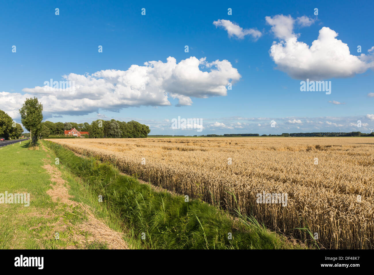 Dutch farmland with wheat field and cloudscape Stock Photo - Alamy