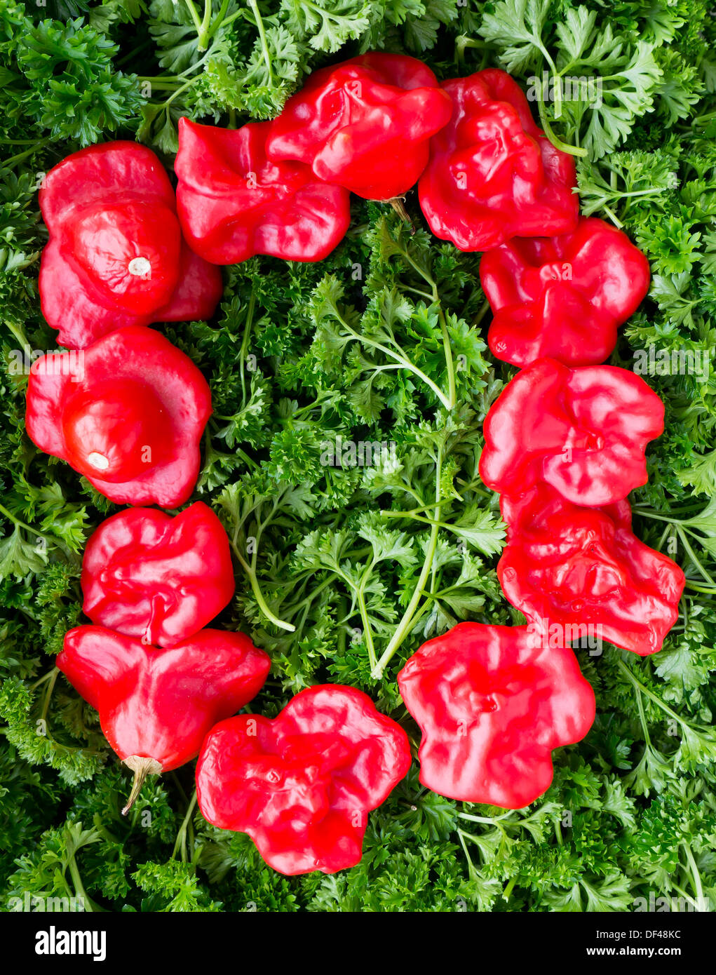 Letter O. Pepper and parsley Stock Photo - Alamy